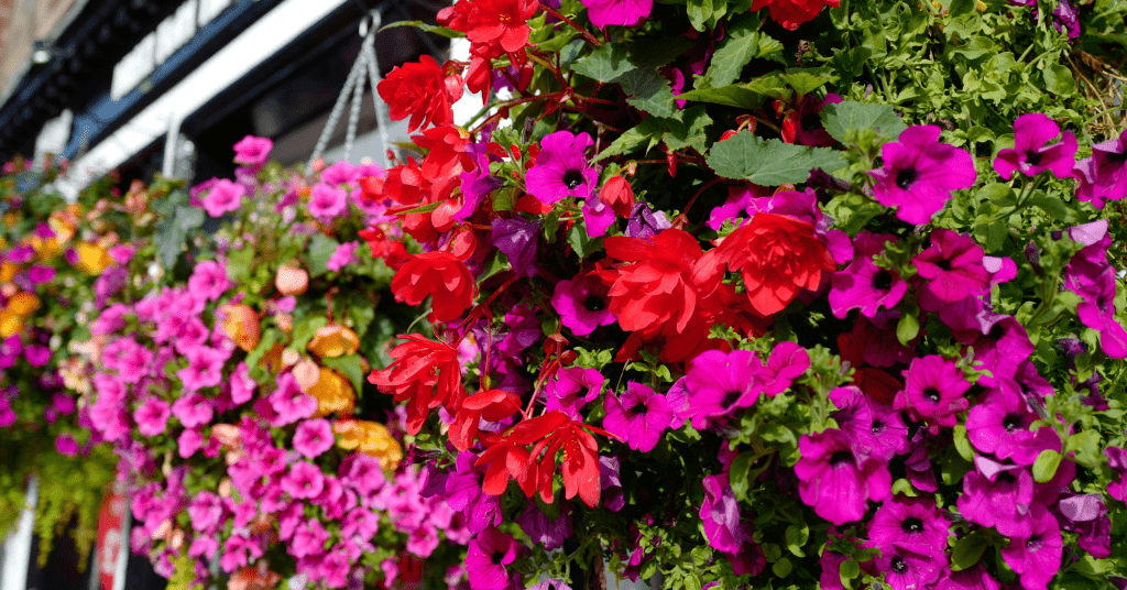 The Secret to Beautiful Commercial Hanging Baskets