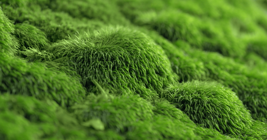 Measuring the Acoustic Properties of Moss Walls - Benholm
