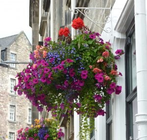 Hanging Baskets – Benholm