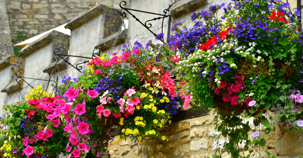 Hanging Baskets - Benholm