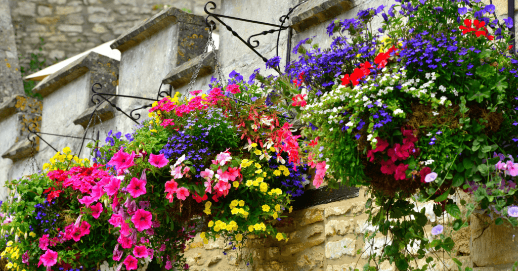 Beautiful commercial hanging baskets service throughout Central ...